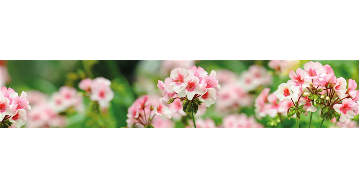 PATZER SUBSTRATE Red - PATZER ERDEN